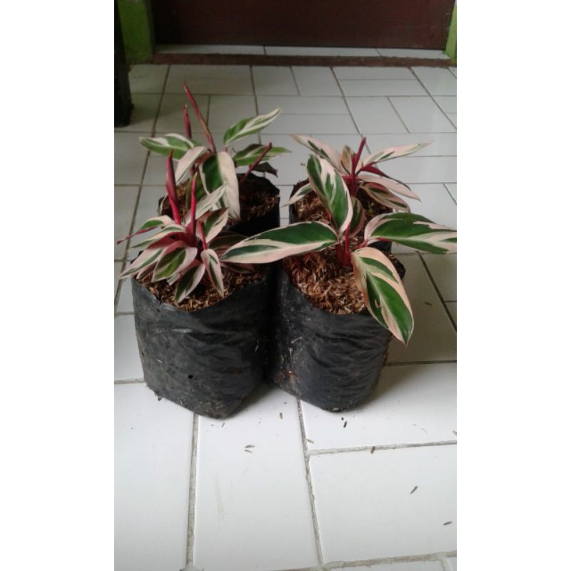 Jual Meranti Bali | Shopee Indonesia