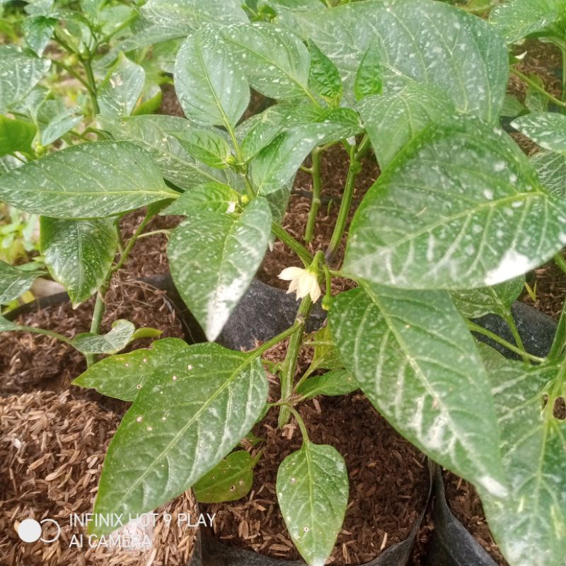 Jual tanaman cabai cabe paprika-paprica | Shopee Indonesia