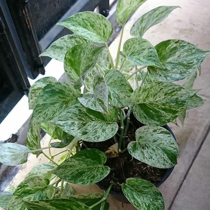 Jual tanaman hias siri gading varigata - sri gading varigata - sirih ...