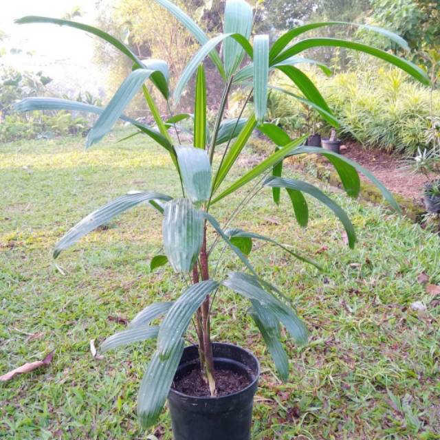 Jual Tanaman hias Palem regu - pohon palem Indonesia|Shopee Indonesia