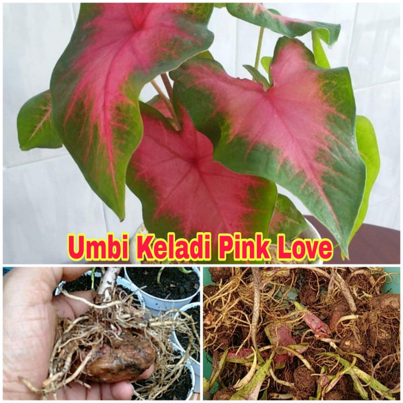 Jual Umbi Keladi Pink Love Tanaman hias Caladium bibit Umbi 1Kg ...