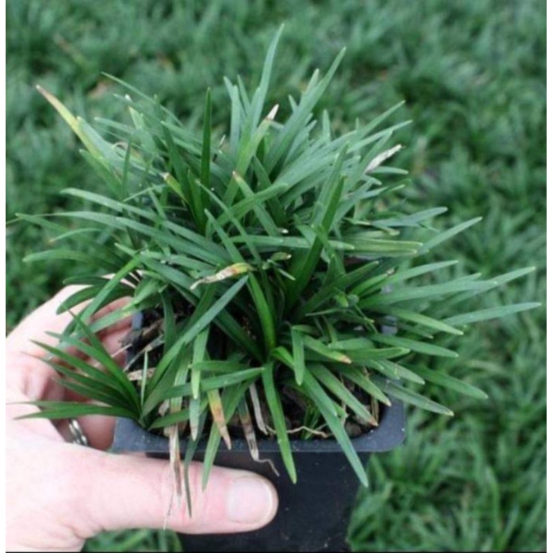 Jual TANAMAN KUCAI MINI | Shopee Indonesia