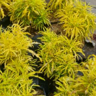 Jual Tanaman hias daun khalifa / brokoli kuning Indonesia|Shopee Indonesia