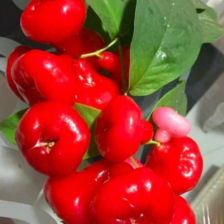 Jual (COD) BIBIT JAMBU AIR KANCING TANAMAN POHON JAMBU AIR KANCING ...