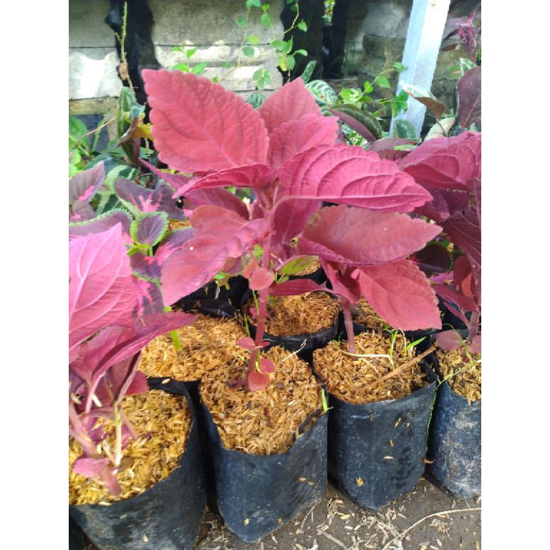 Jual Tanaman Hias Bunga Miyana Warna Bebas Pilih Murah Meriah Bunga ...