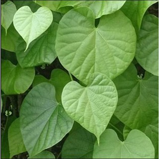 Jual Daun Brotowali Pohon Antawali Segar Fresh 30 Lembar | Shopee Indonesia