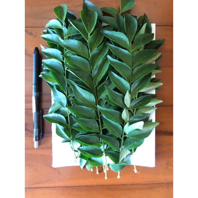 Jual DAUN KARI / DAUN TEMURUI / DAUN SALAM KOJA ISI 15+++ LEMBAR ...