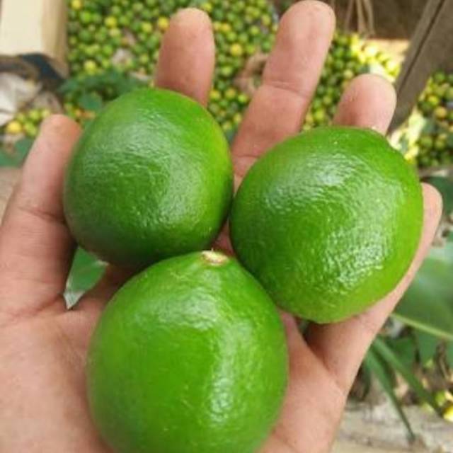 Jual Jeruk Nipis Jawa Asli 1 Kg Murah | Shopee Indonesia