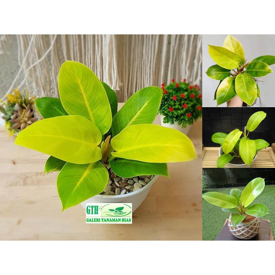 Jual TANAMAN HIAS PHILO LEMON | PHILO LEMON KUNING Indonesia|Shopee ...