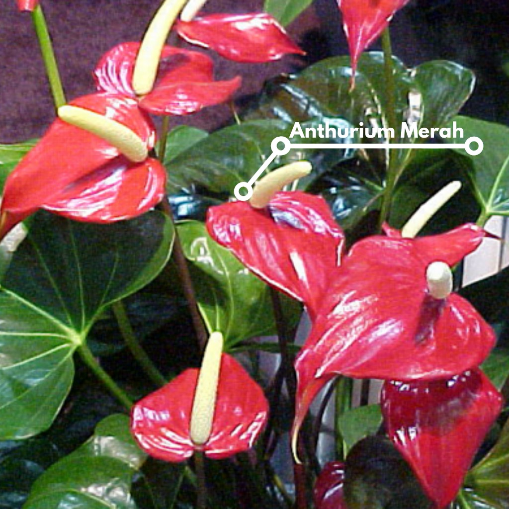 Jual Tanaman Anthurium Merah ( Bangkok ) | Shopee Indonesia