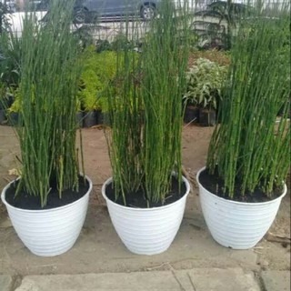 Jual POHON BAMBU AIR LIDI AIR | Shopee Indonesia