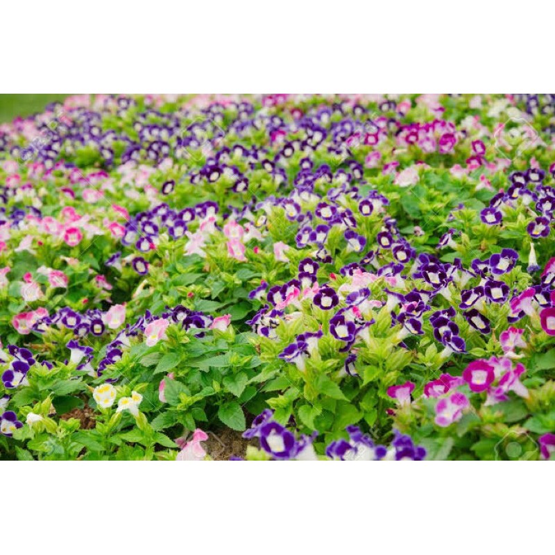 Jual tanaman bunga torenia / bunga terompet kecil | Shopee Indonesia
