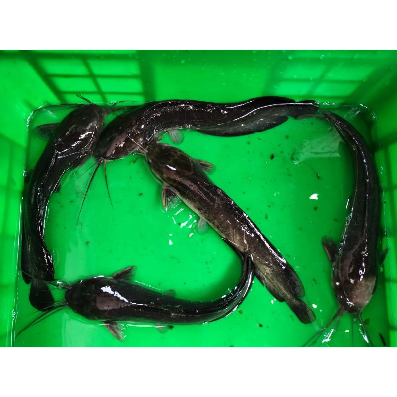 Jual Lele lokal / Lele Jawa / Lele Sawah / Lele Alam | Shopee Indonesia
