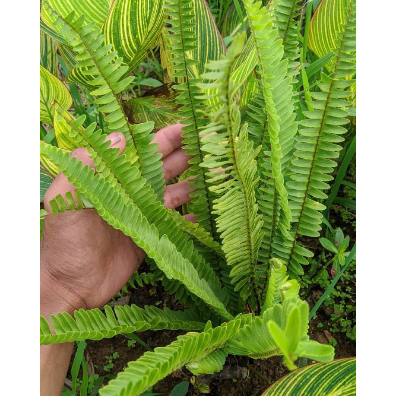 Jual pakis ekor kelabang/pakis boston | Shopee Indonesia