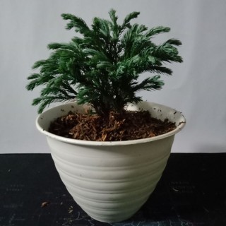 Jual tanaman hias outdour cemara perak / cemara salju | Shopee Indonesia