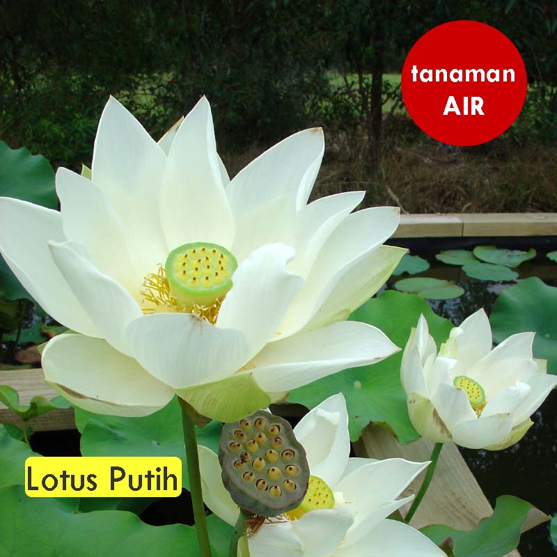 Jual Tanaman Air Lotus Putih | Shopee Indonesia