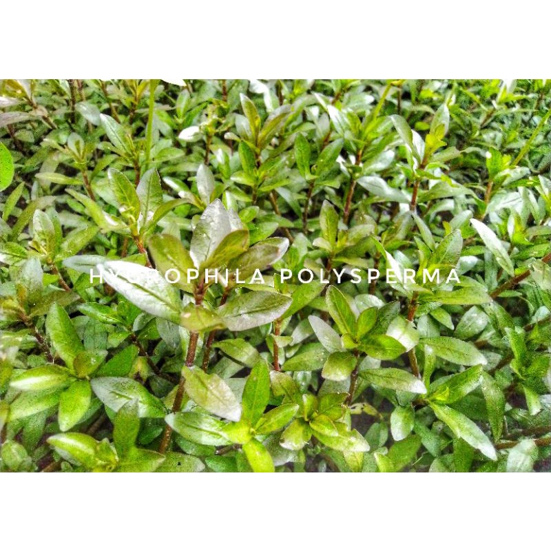 Jual Hygrophila Polysperma Green (10 batang) - Tanaman Stem Aquascape ...