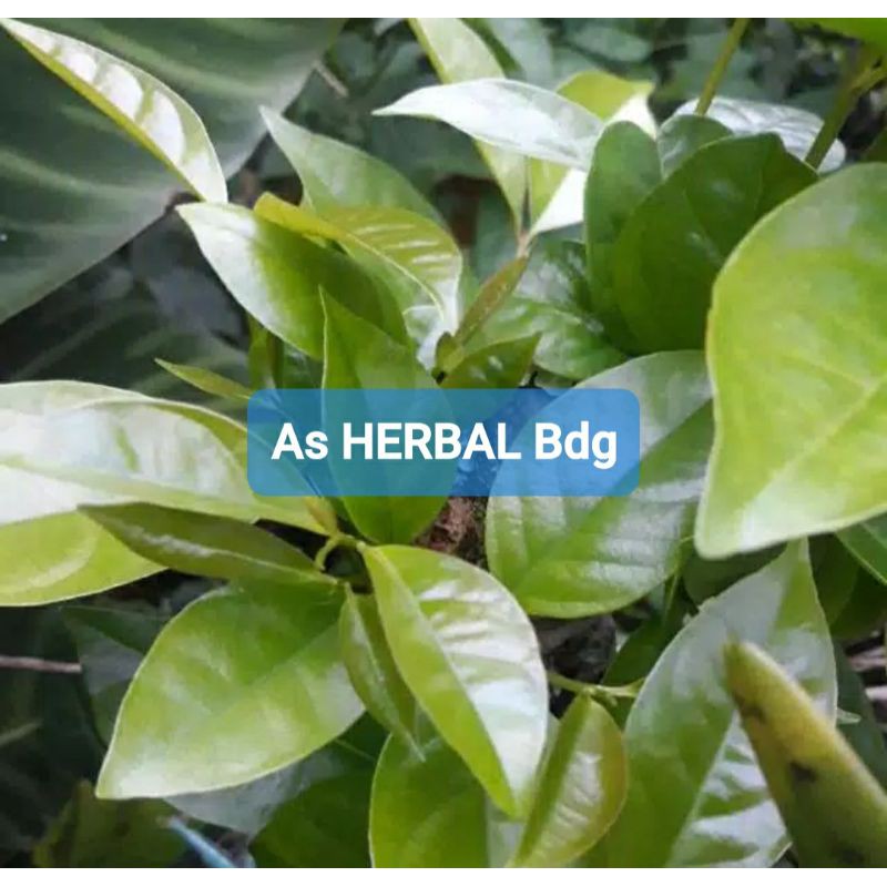 Jual Daun salam muda segar khusus pucuk per tangkai | Shopee Indonesia Jual Daun salam muda segar khusus pucuk per tangkai | Shopee Indonesia