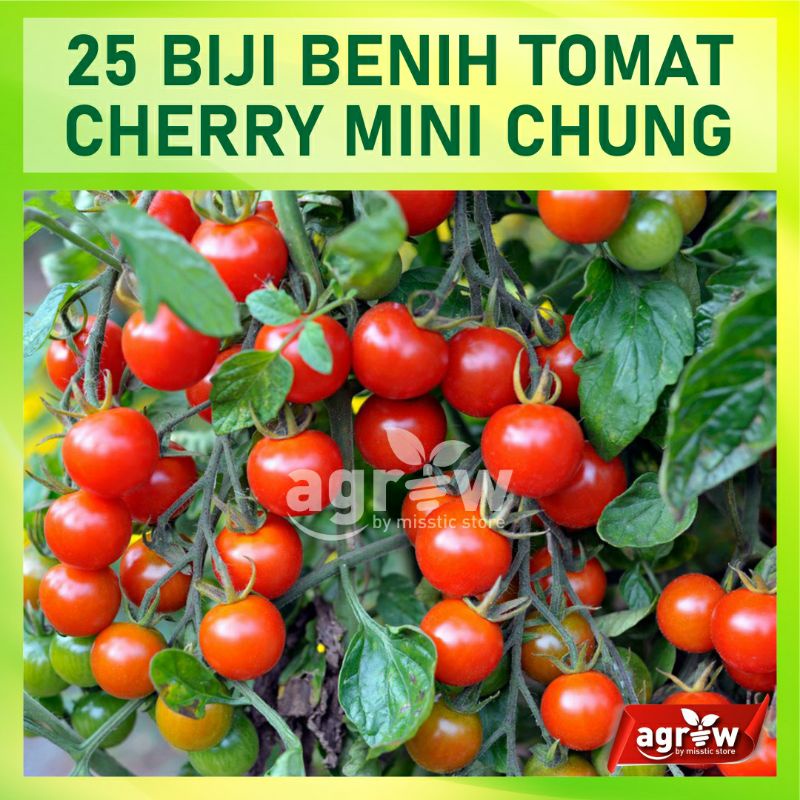 Jual 25 Benih Tomat Cherry Merah Mini Chung Chery Tanaman Hias Ceri ...
