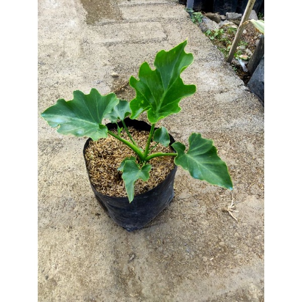 Jual tanaman bibit pilodendron jari ( Dendron jari ) Indonesia|Shopee ...