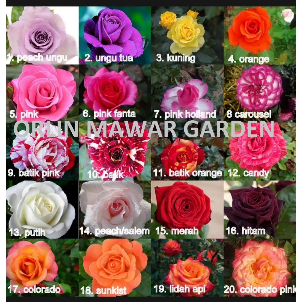 Jual BUNGA MAWAR SIAP TANAM dan SUDAH BERBUNGA | Shopee Indonesia