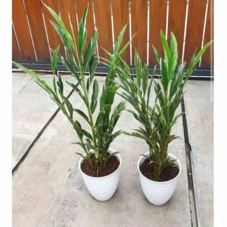 Jual Tanaman Honje Variegata Tanaman Onje Varigata / Pohon Honje ...