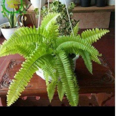 Jual Tanaman hias pakis boston siap tanam tanaman hias gantung | Shopee ...