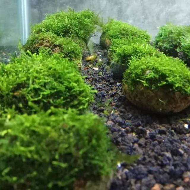 Jual Hiasan Aquascape Ricardia Moss (di batu) Indonesia|Shopee Indonesia