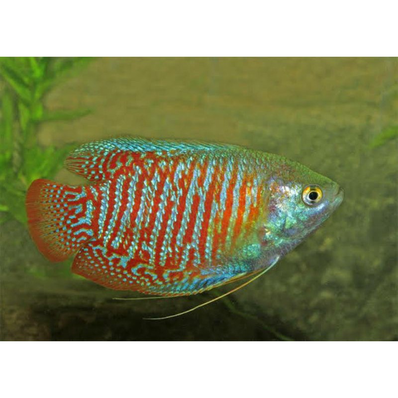 Harga dwarf gourame Terbaru Mar 2025 | BigGo Indonesia