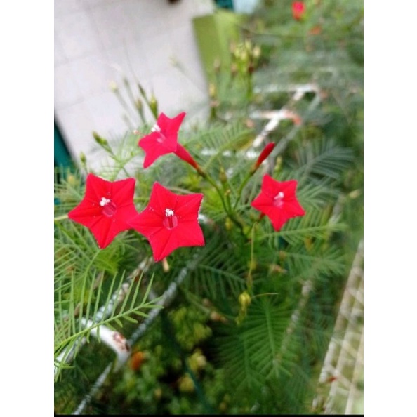 Jual tanaman rincik bumi /songgo langit/sangga langit/bibit pohon ...