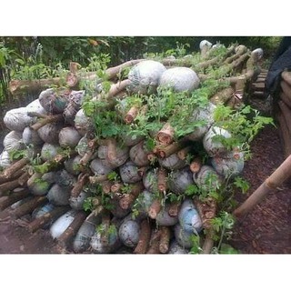 Jual Pohon ki Hujan, Pohon Trembesi, Tanaman Pelindung | Shopee Indonesia