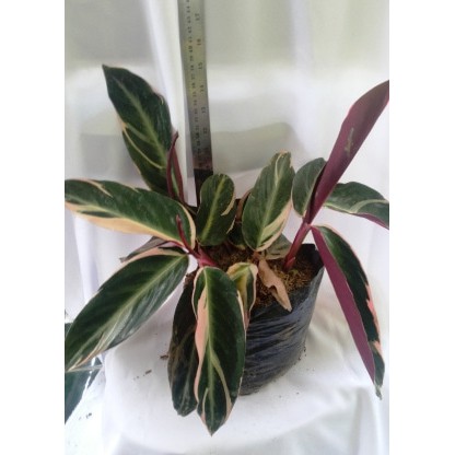 Jual Tanaman Calathea - Merah Putih | Shopee Indonesia