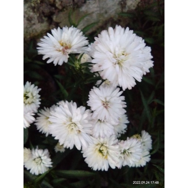 Jual Tanaman bunga pikok putih | Shopee Indonesia