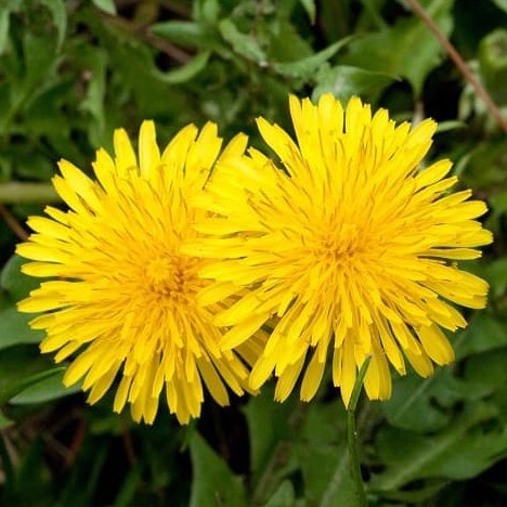 Jual Bibit / Benih Biji Bunga Kuning Randa Tapak - Dandelion Yellow Isi ...