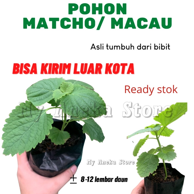 Jual Pohon matcho/ macau/maco/tolak bala/daun telapak dewa bisa LUAR ...