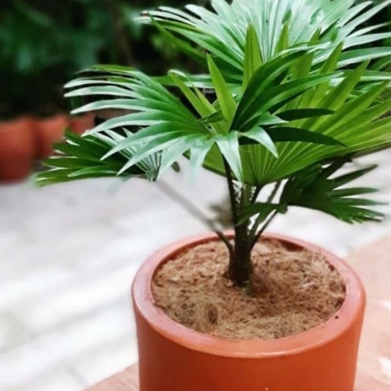 Jual ( BISA COD ) PROMO Tanaman Hias Palem Sadeng / Pohon Palm Sadeng ...