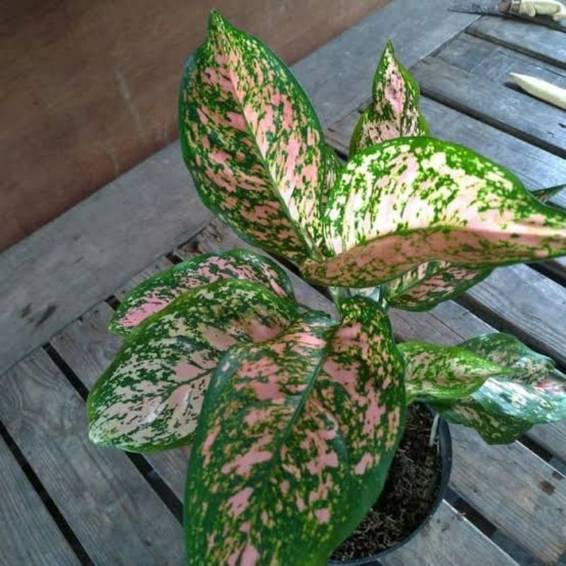 Jual Tanaman hias Ruby Chiang Mai / Pohon Ruby pink / tanaman hias ...