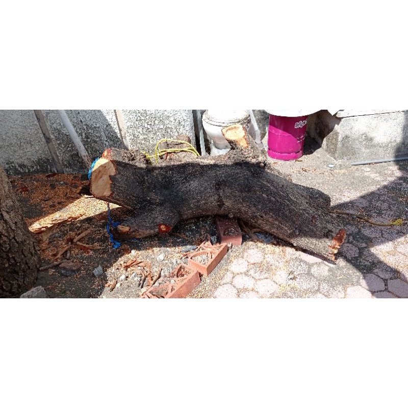 Jual Kayu pohon mangga | Shopee Indonesia