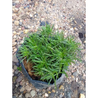 Jual bunga rumput jarum | Shopee Indonesia