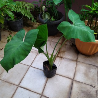 Jual Talas Hutan Beneng Tanaman Hias Langka Daun Tales sente Alokasia ...