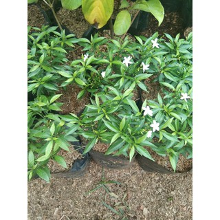 Jual Tanaman melati rembosa mini | Shopee Indonesia