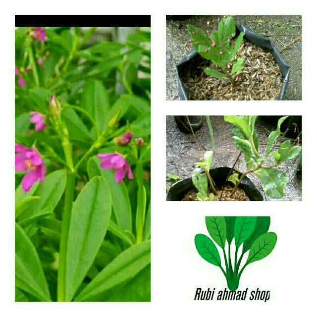 Jual Bibit tanaman ginseng jawa/pohon ginsen jawa/som jawa | Shopee ...