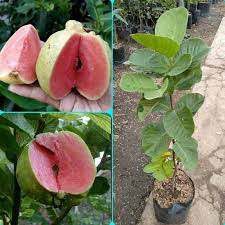 Jual JAMBU KRISTAL MERAH | Shopee Indonesia