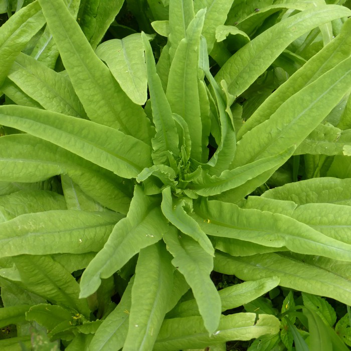 Jual Sayur Siomak / Selada Wangi 200 Gr Segar Bagus untuk Makanan Kura ...