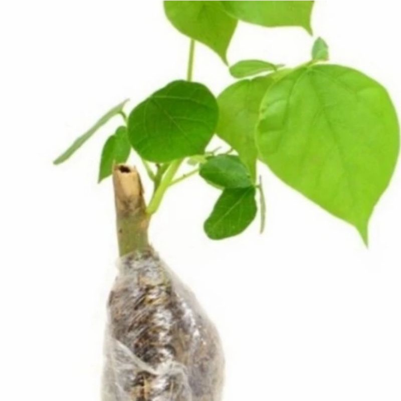 Jual Tanaman dadap serep | Shopee Indonesia