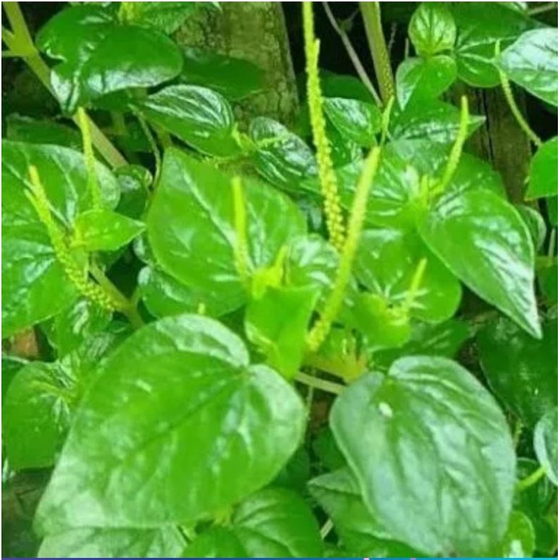 Jual SIRIH CHINA | Shopee Indonesia