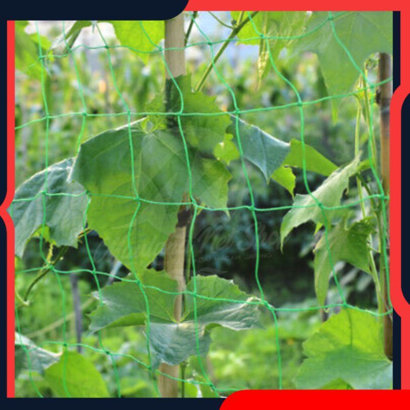 Jual Jaring Rambatan Tanaman Plant Climbing Net Anggur/Pare/Semangka Tebal 3mm Hijau | Shopee ...