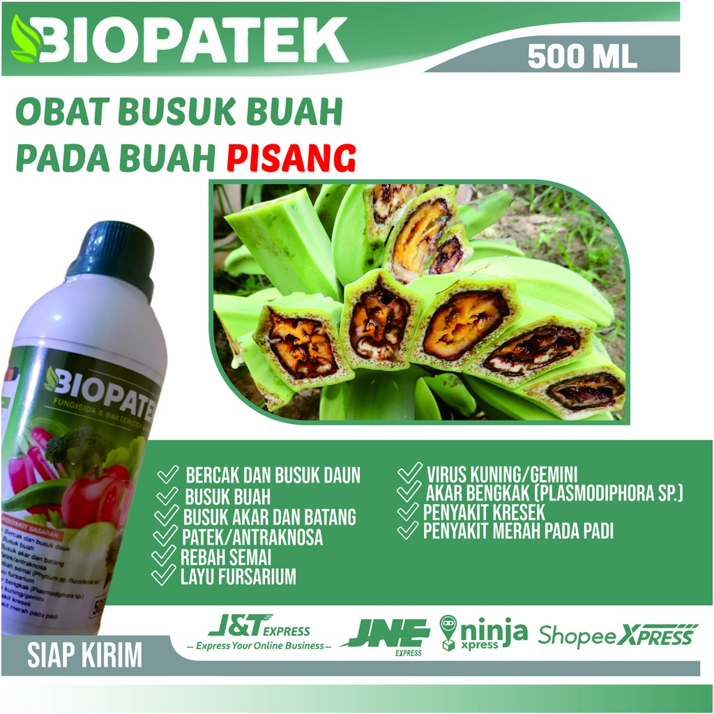Jual Obat Lombok Busuk Buah Pisang - Biopatek Fungisida & Bakterisida ... Jual Obat Lombok Busuk Buah Pisang - Biopatek Fungisida & Bakterisida ...