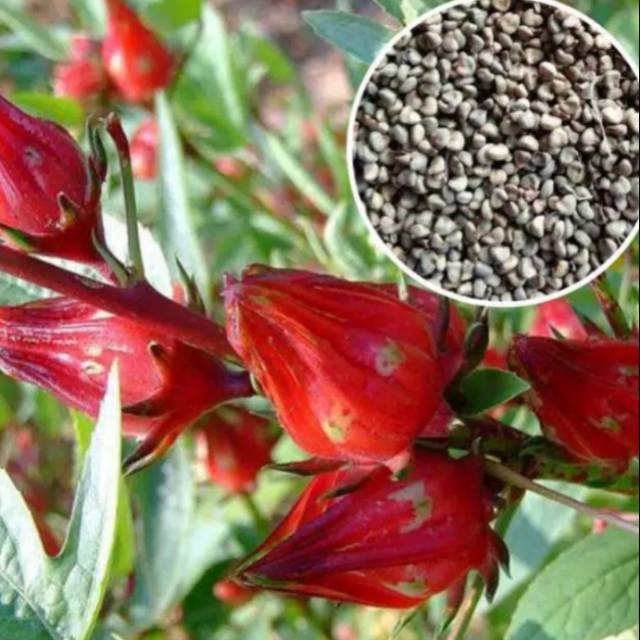 Jual BENIH BIJI ROSELLA MERAH 100 biji | Shopee Indonesia