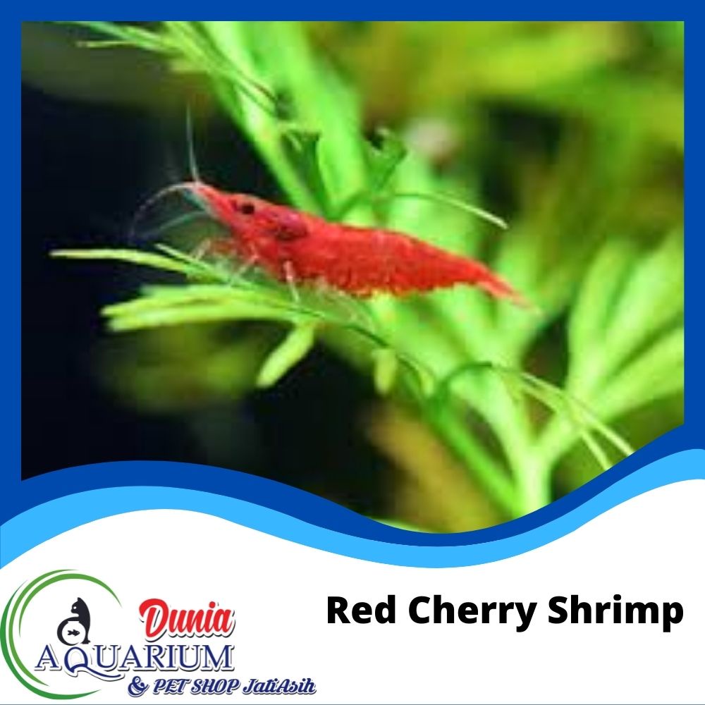Jual Udang Hias Red Cherry Shrimp Aquascape Ikan Hias Air Tawar ...